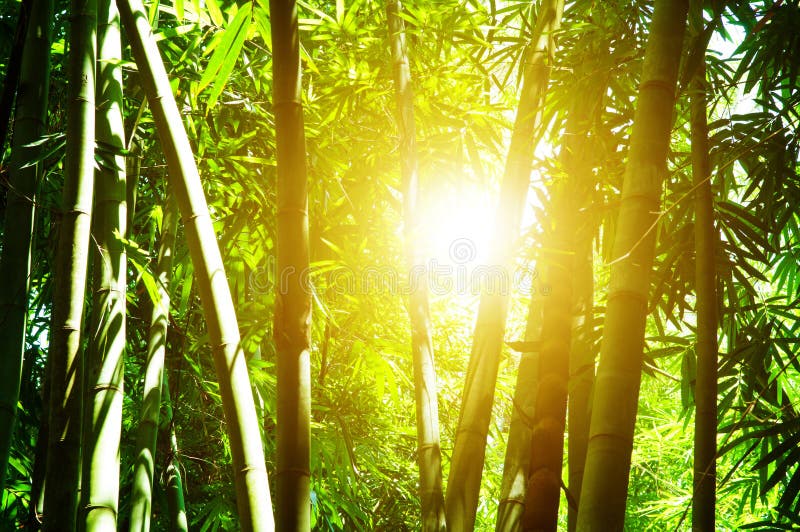 Bamboo forest and sunlight stock image. Image of bamboo - 93860559