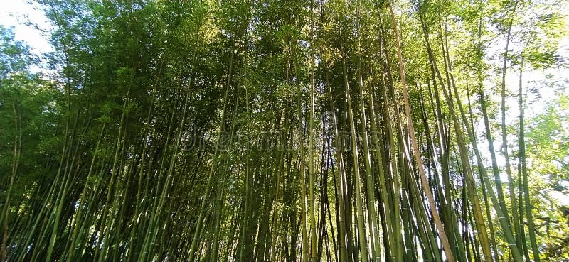 Bamboo Forest Surrounded by Greenery in the Botanical Park Stock Photo ...