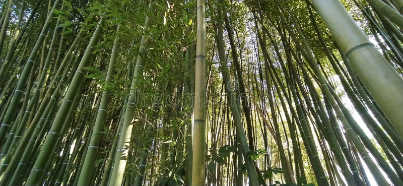 Bamboo Forest Surrounded by Greenery in the Botanical Park Stock Photo ...