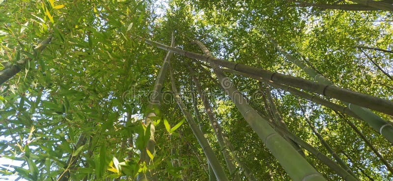 Bamboo Forest Surrounded by Greenery in the Botanical Park Stock Image ...