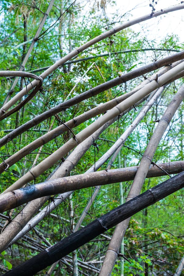 Bamboo in Thai forest stock photo. Image of botanical - 172854118