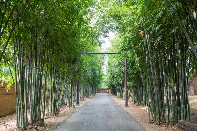 Bamboo Forest Trees and Footpath at Park in Kanchanaburi Stock Image ...