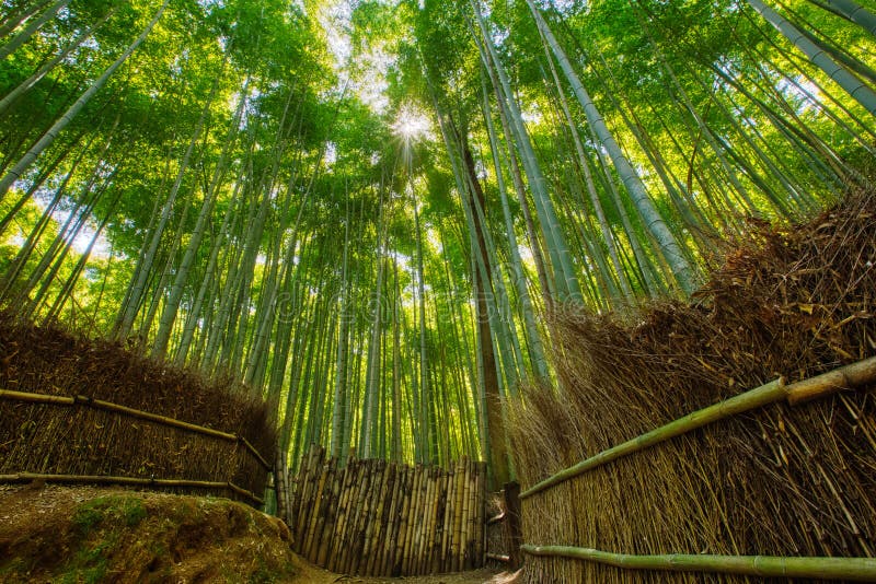 Bamboo Forest and Walking Path in Arashiyama, Kyoto, Japan Stock Photo ...