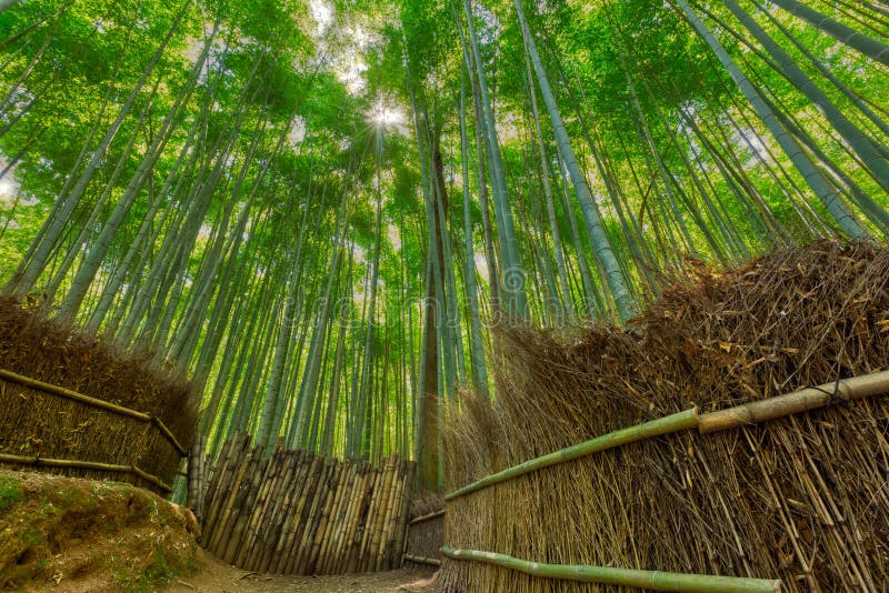 Bamboo Forest and Walking Path in Arashiyama, Kyoto, Japan Stock Image ...