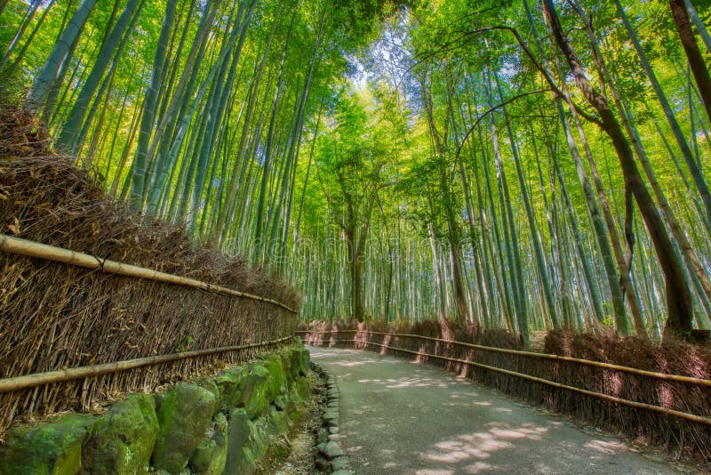 Bamboo Forest and Walking Path in Arashiyama, Kyoto, Japan Stock Image ...