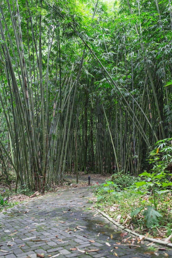 Bamboo Forest Walkway stock photo. Image of forest, nature - 34069128