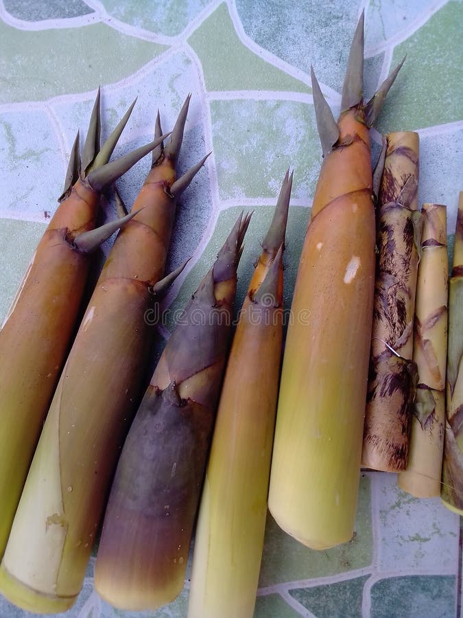 Bamboo , fresh stock image. Image of food, cooking, bamboo - 97829613