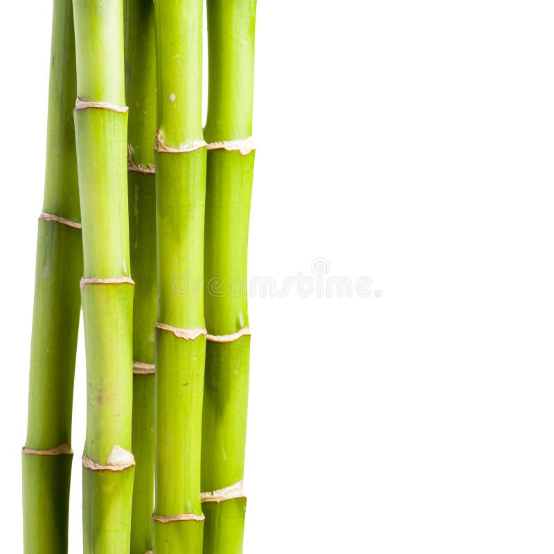 Bamboo on white background stock photo. Image of japanese - 26050080