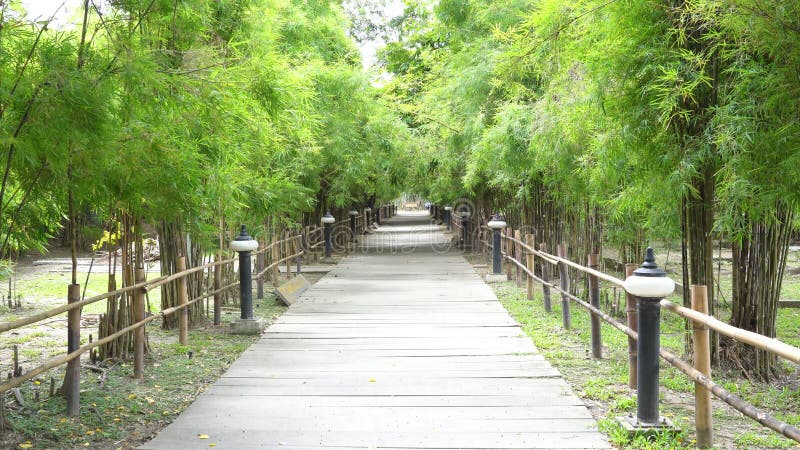 Pathway in the Bamboo Garden Stock Video - Video of nature, landmark ...