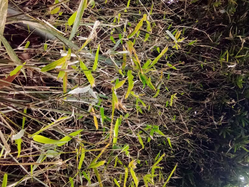 The Bamboo Grass Becomes so Exotic with the Graduation of Sunlight ...