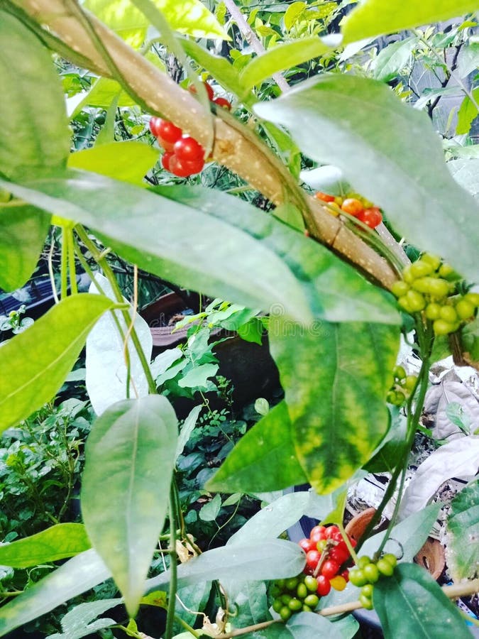 Thai hurb stock image. Image of leaf, grass, bamboo - 134422661