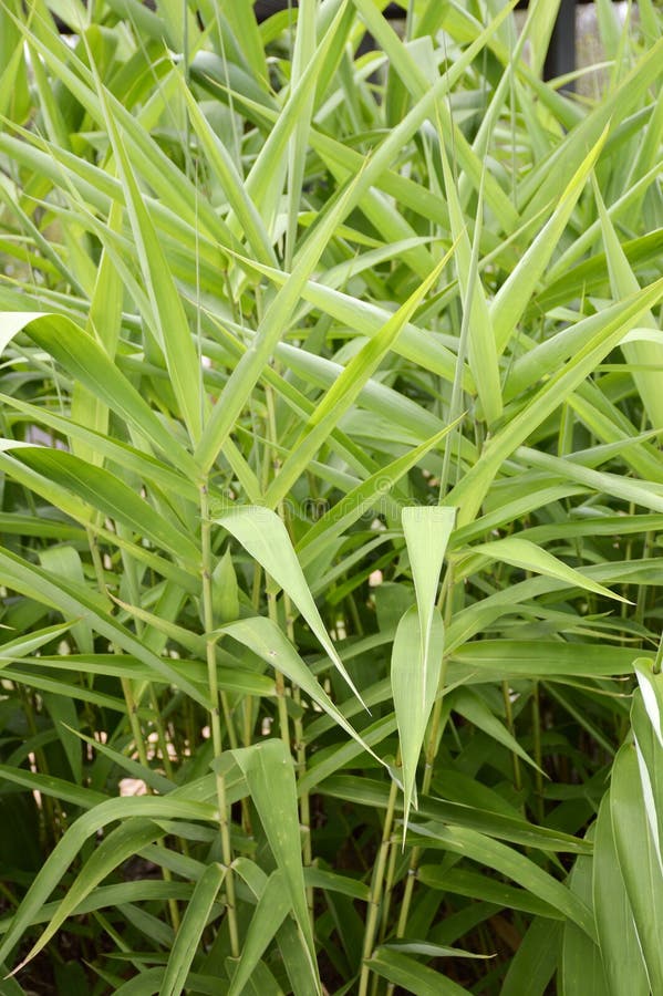 Bamboo Grass in Nature Garden Stock Image - Image of leaves, evergreen ...