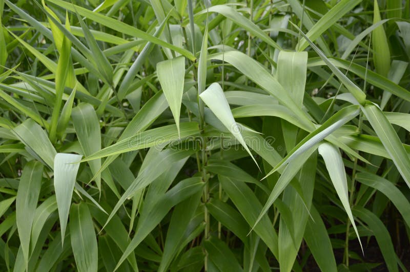 Green Bamboo Grass Stock Images - Download 12,825 Royalty Free Photos