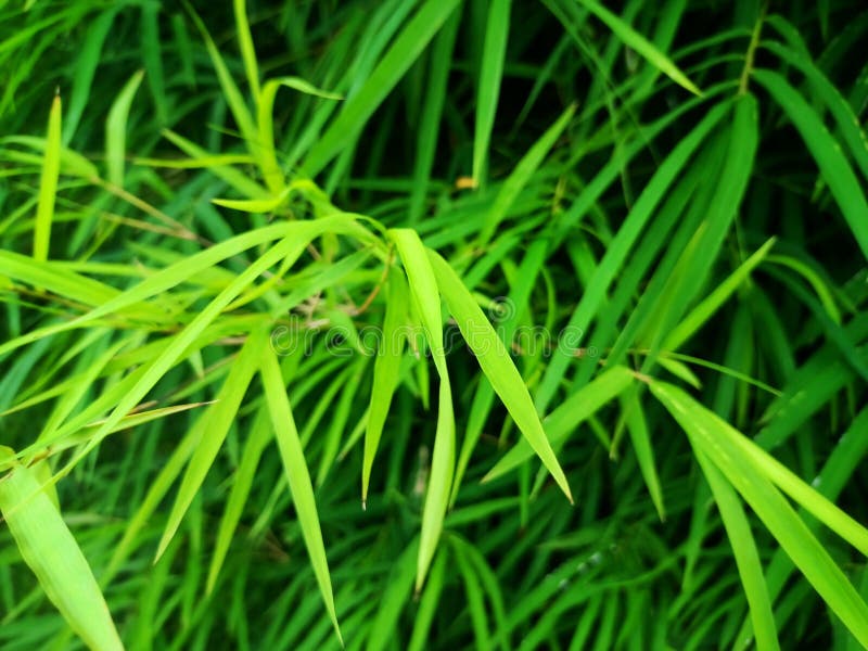 Bamboo is a Grass-type Plant with Cavities and Segments in Its Stems ...
