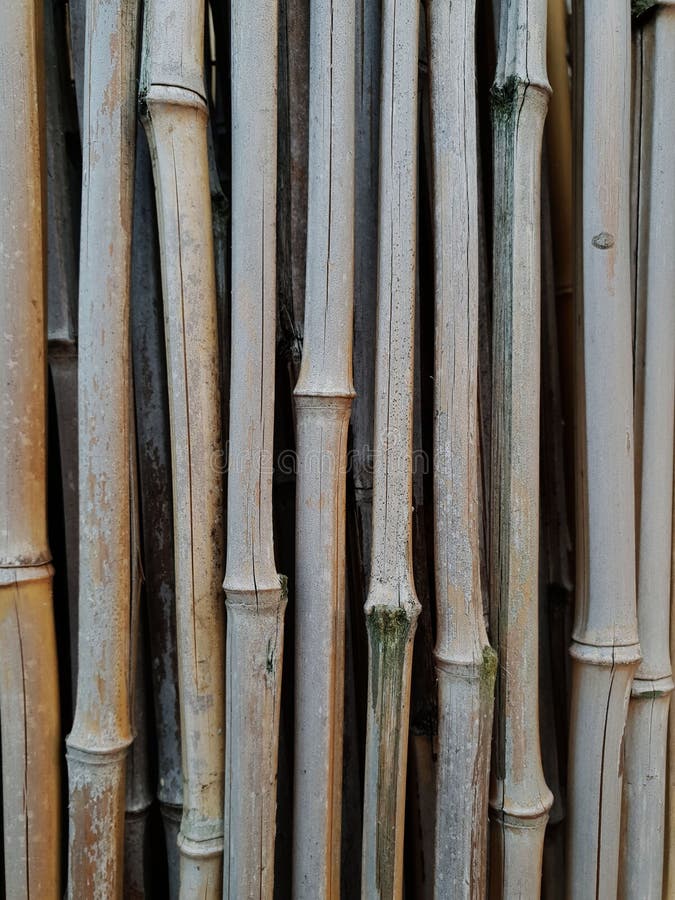 Bamboo Poles Background Texture that Tiles Seamlessly As a Pattern ...