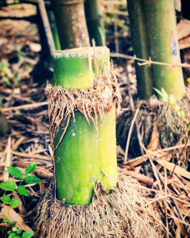Bamboo Green Beautiful Nature Stock Image - Image of nature, beautiful ...