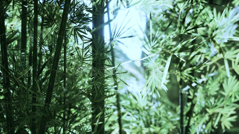 Bamboo Green Forest in Deep Fog Stock Photo - Image of texture ...