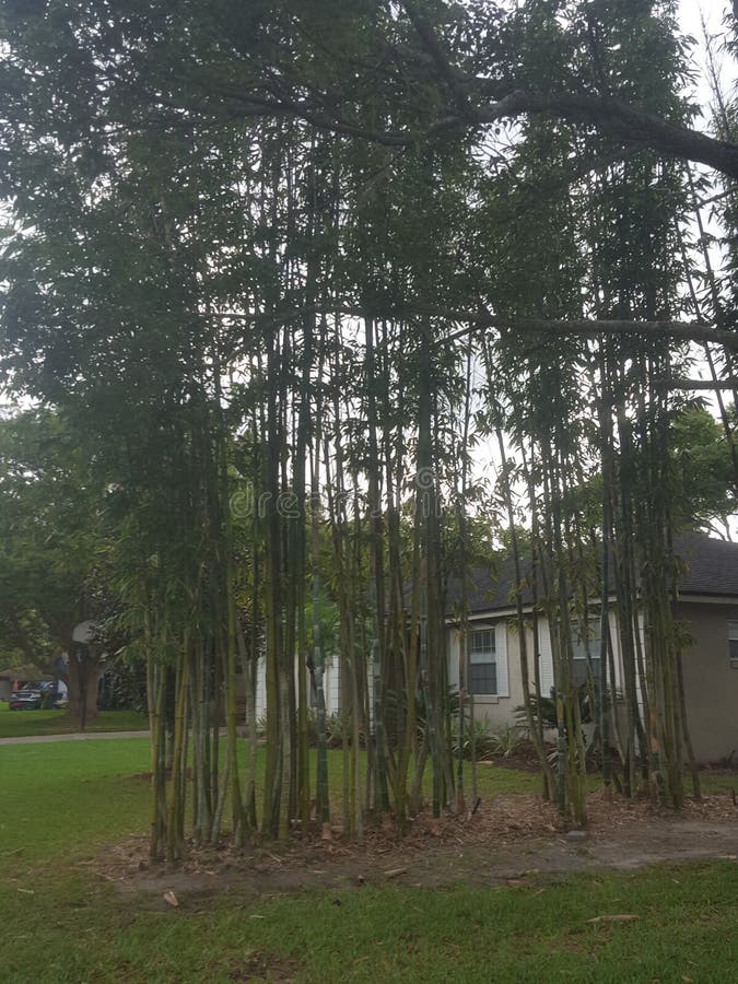 Bamboo green trees stock photo. Image of green, florida - 162501988