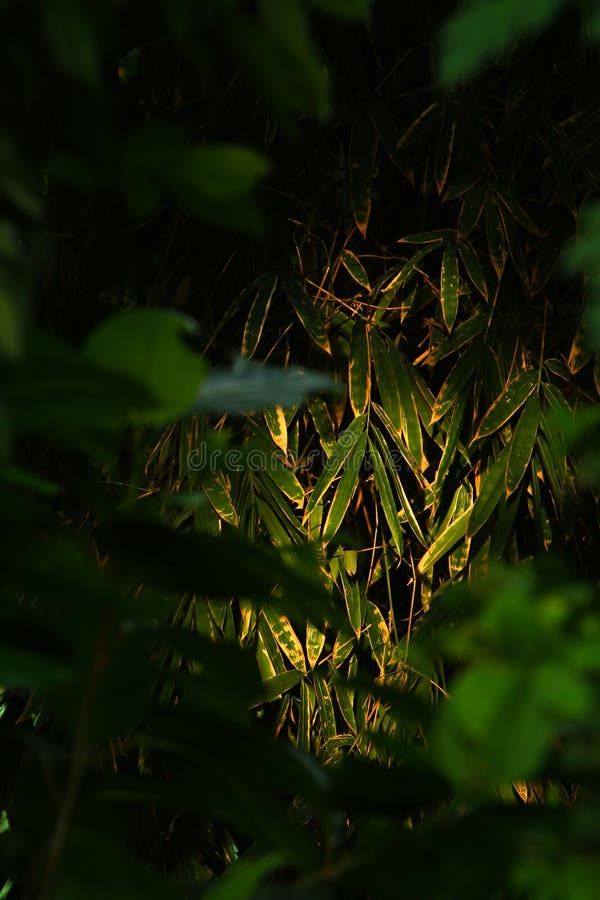 Bamboo Grove Exposed To the Morning Sun Stock Image - Image of darkness ...