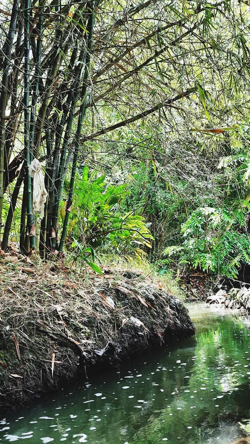 340 Bamboo Grove River Stock Photos - Free & Royalty-Free Stock Photos ...