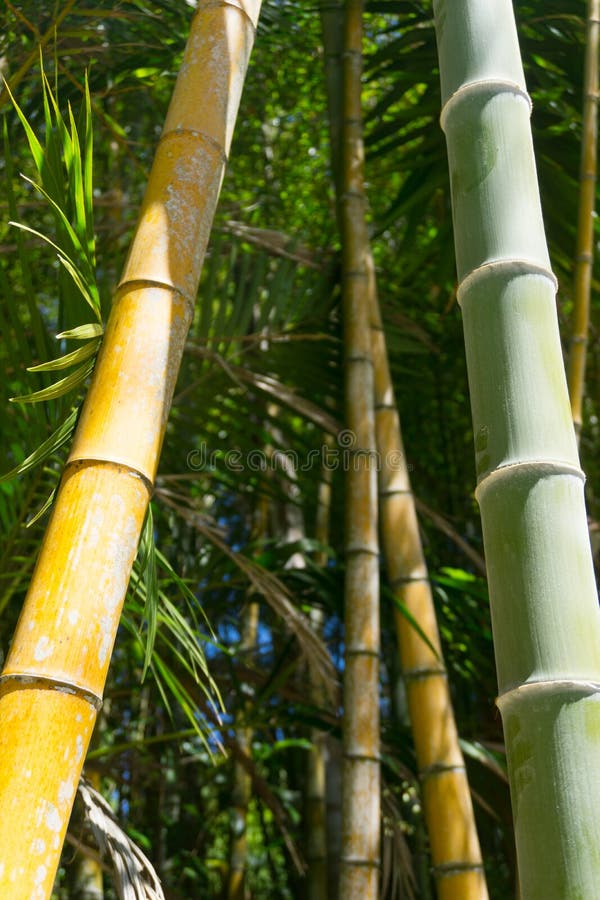 Bamboo grove patterns stock photo. Image of tree, bamboo - 87844560