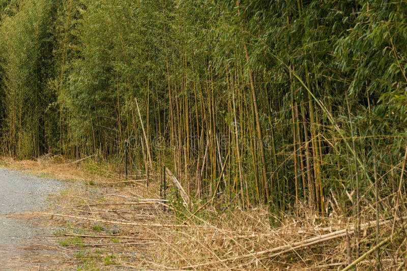 Bamboo Growing at the Edge of the Field Stock Photo - Image of north ...