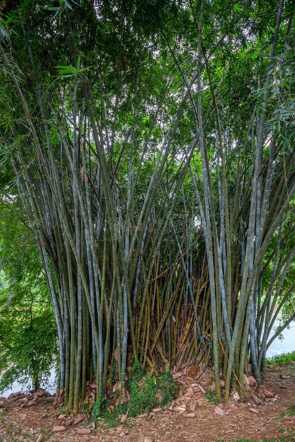 Bamboo is Growing in a Wild Stock Photo - Image of nature, giant: 69596288