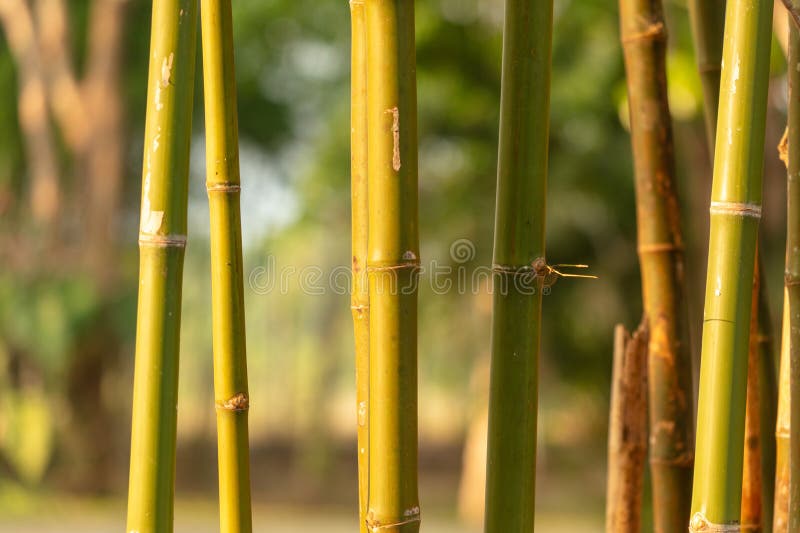 Bamboo Grows in the Tropics. Nature Stock Photo - Image of fresh, grove ...