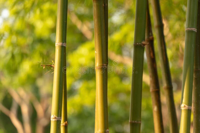 Bamboo Grows in the Tropics. Nature Stock Photo - Image of fresh, grove ...
