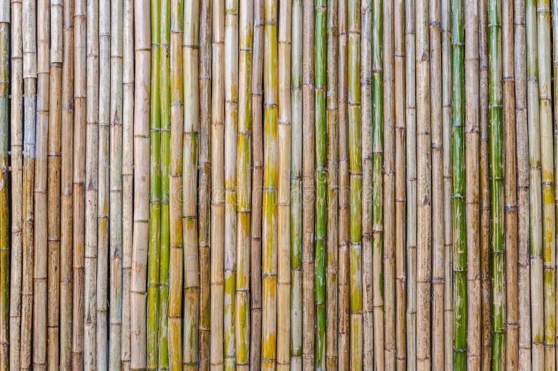 Bamboo Cut in Half and Make a Wall Stock Photo - Image of background ...