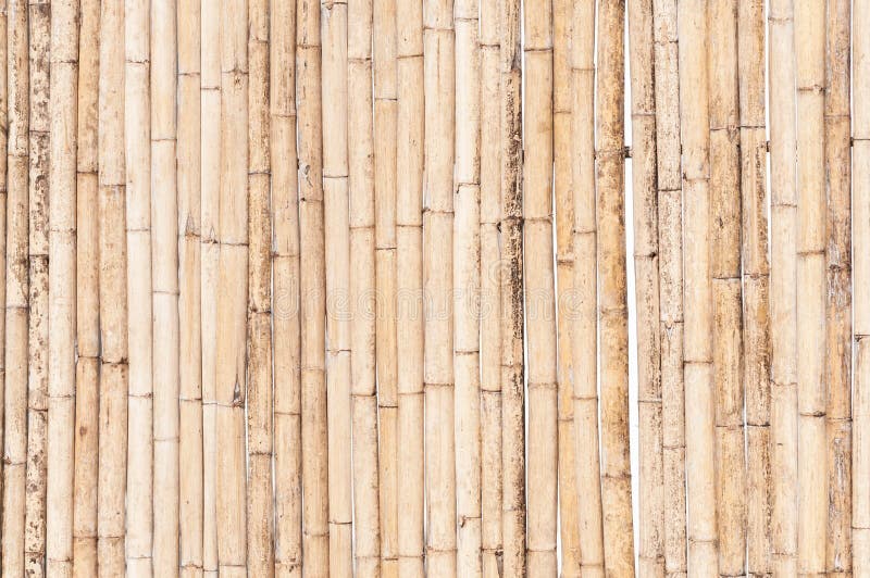 Bamboo Cut in Half and Make a Wall Stock Photo - Image of background ...