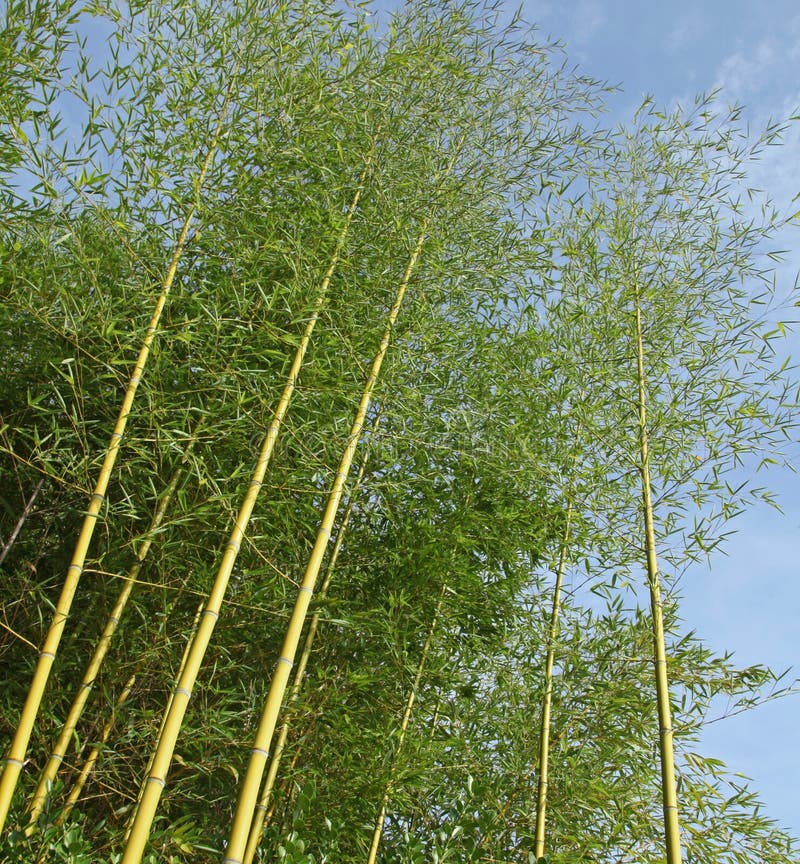 Bamboo Hedge with Large Development Stock Image - Image of development ...