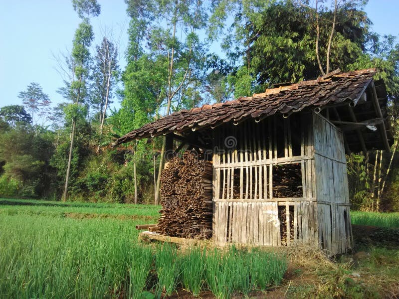 Bamboo Hut in the Middle of the Rice Fields Stock Photo - Image of ...