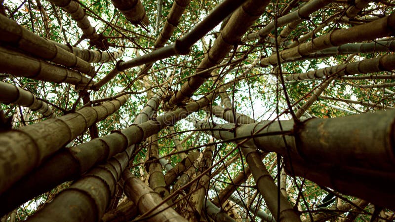 Bamboo Inverted Bottom View Stock Image - Image of summer, stems: 164516601