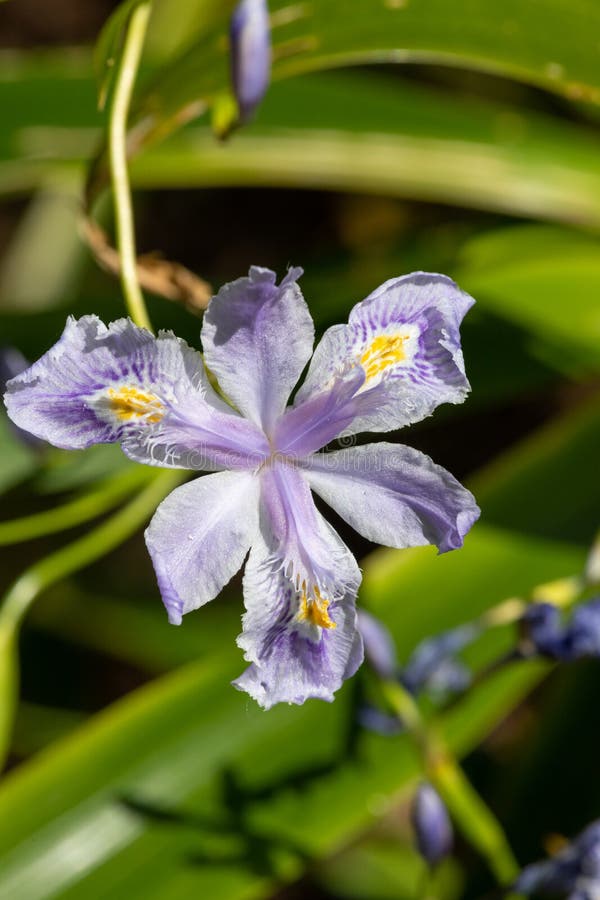 Bamboo Iris Iris Confusa Flower Stock Photo - Image of ornamental ...