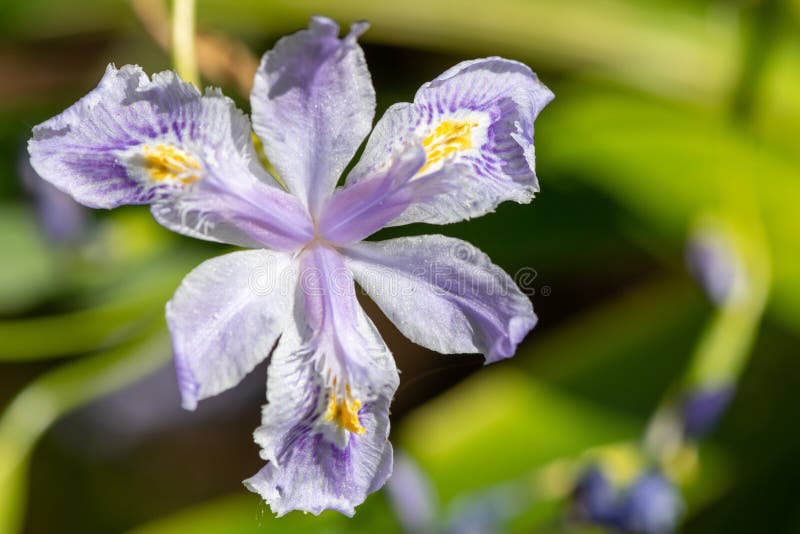 Bamboo Iris Iris Confusa Flower Stock Photo - Image of freshness ...