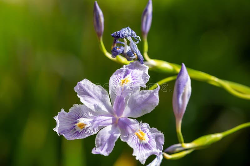 Bamboo Iris Iris Confusa Flower Stock Image - Image of close, nature ...