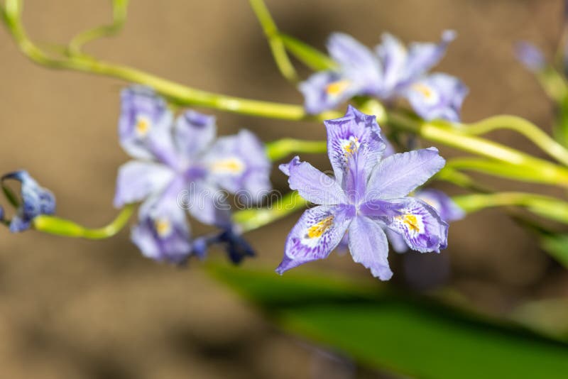 Bamboo Iris Iris Confusa Flowers Stock Image - Image of gardening ...