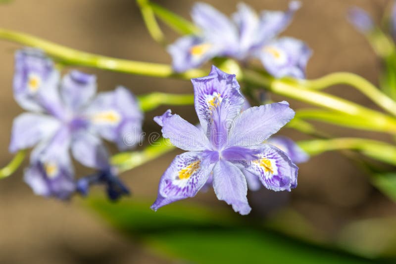 Bamboo Iris Iris Confusa Flowers Stock Image - Image of flowers ...