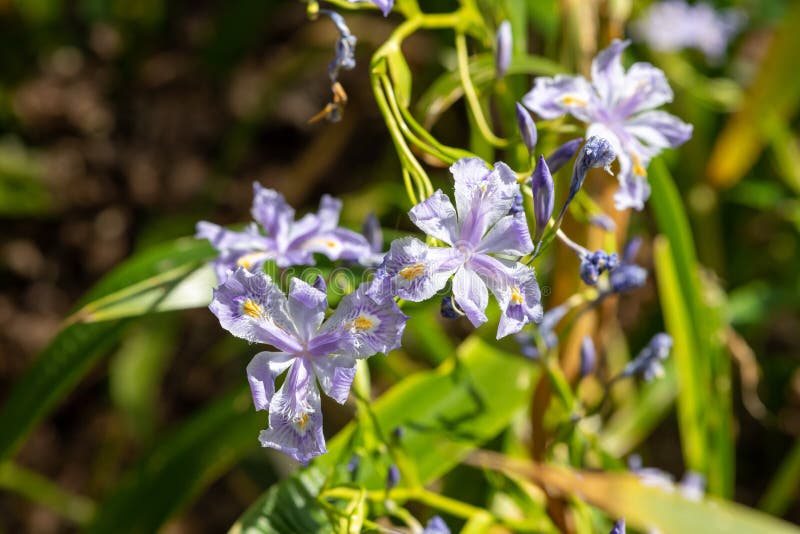 Bamboo Iris Iris Confusa Flowers Stock Photo - Image of color ...