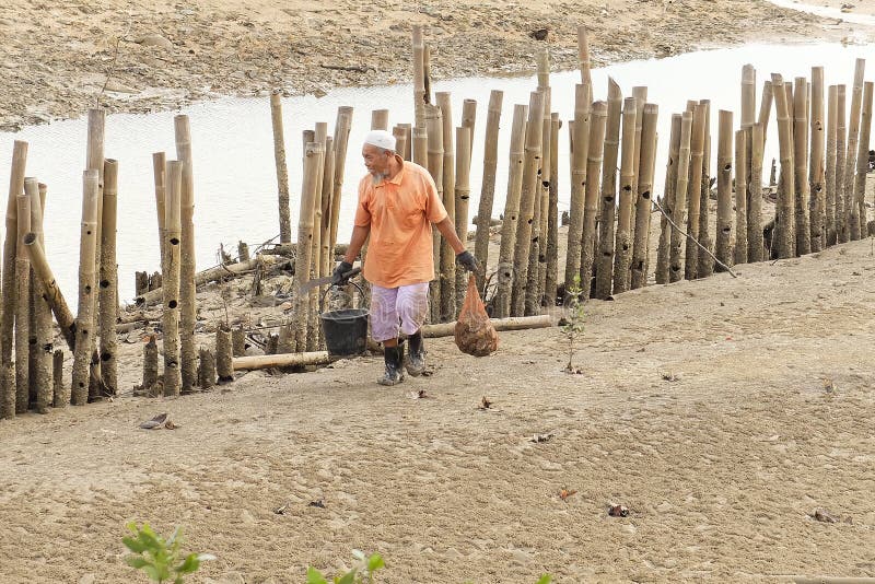 Islanders Collect Shellfish Caught from Traps Editorial Stock Photo ...