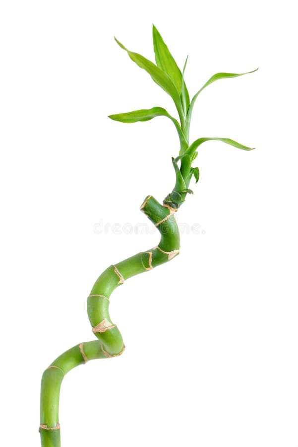 Bamboo Isolated on White Background Stock Image - Image of leaf, color ...