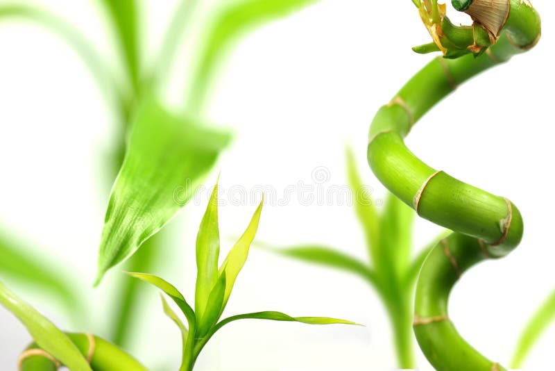 Bamboo jungle background stock image. Image of botanical - 17656877