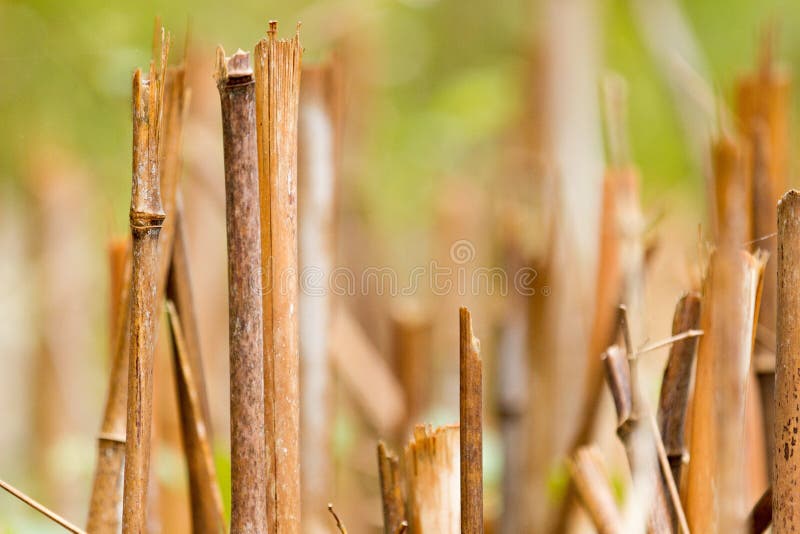 Bamboo stock image. Image of bamboo, dead, landscape - 46411019