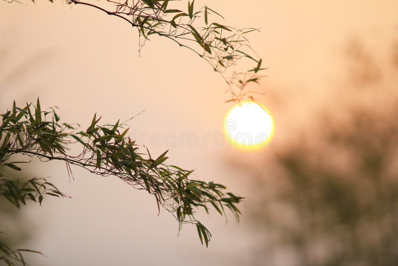 Bamboo leading to the sun stock image. Image of nature - 96438235