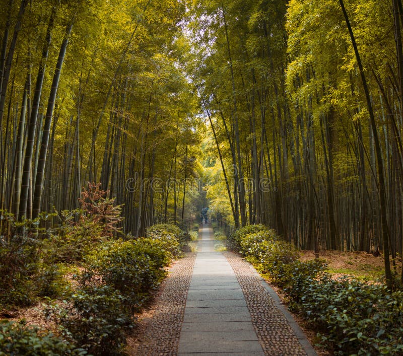 Bamboo Pathway stock image. Image of growth, walk, path - 2658477