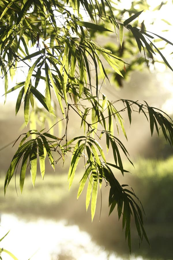 Bamboo leaf stock photo. Image of glow, background, asia - 14447554