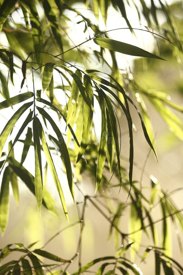 Bamboo leaf stock image. Image of china, flora, glow - 14447577