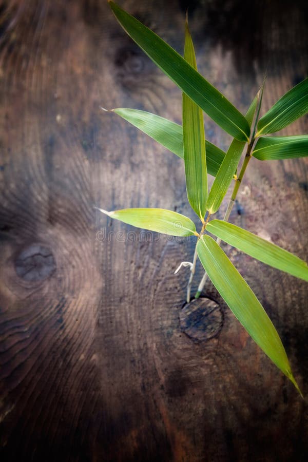 Bamboo leaf stock image. Image of culture, freshness - 23807183
