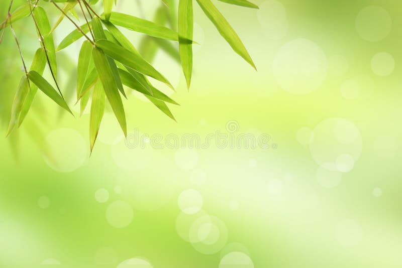 Bamboo Leaf and Abstract Green Background Bokeh Stock Image - Image of ...